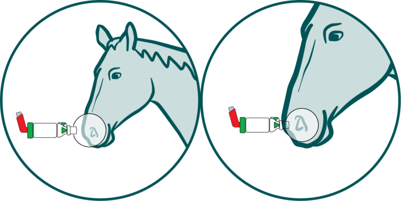 AeroHippus Replacement Mask | Ranvet