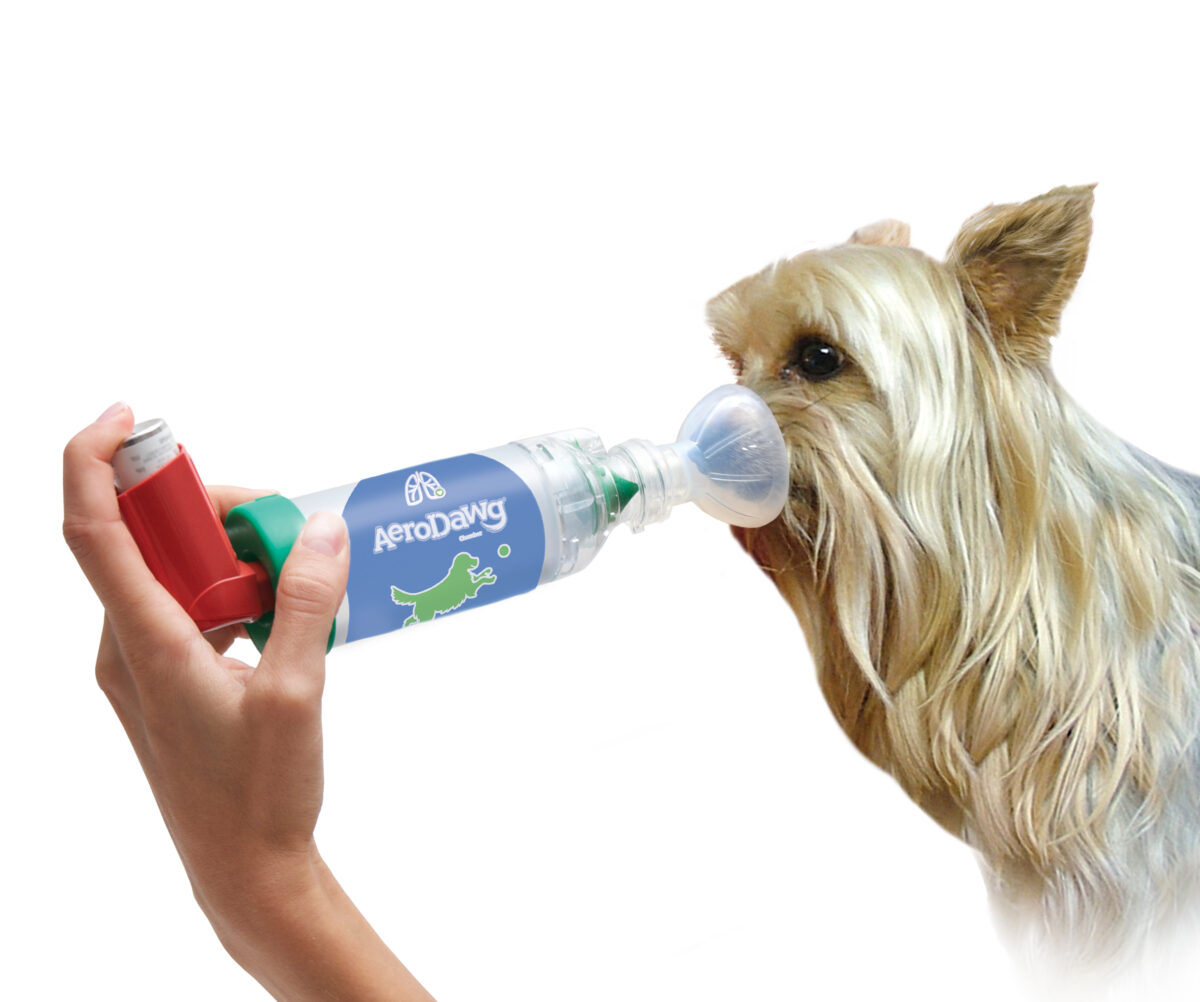 AeroDawg Small | Ranvet