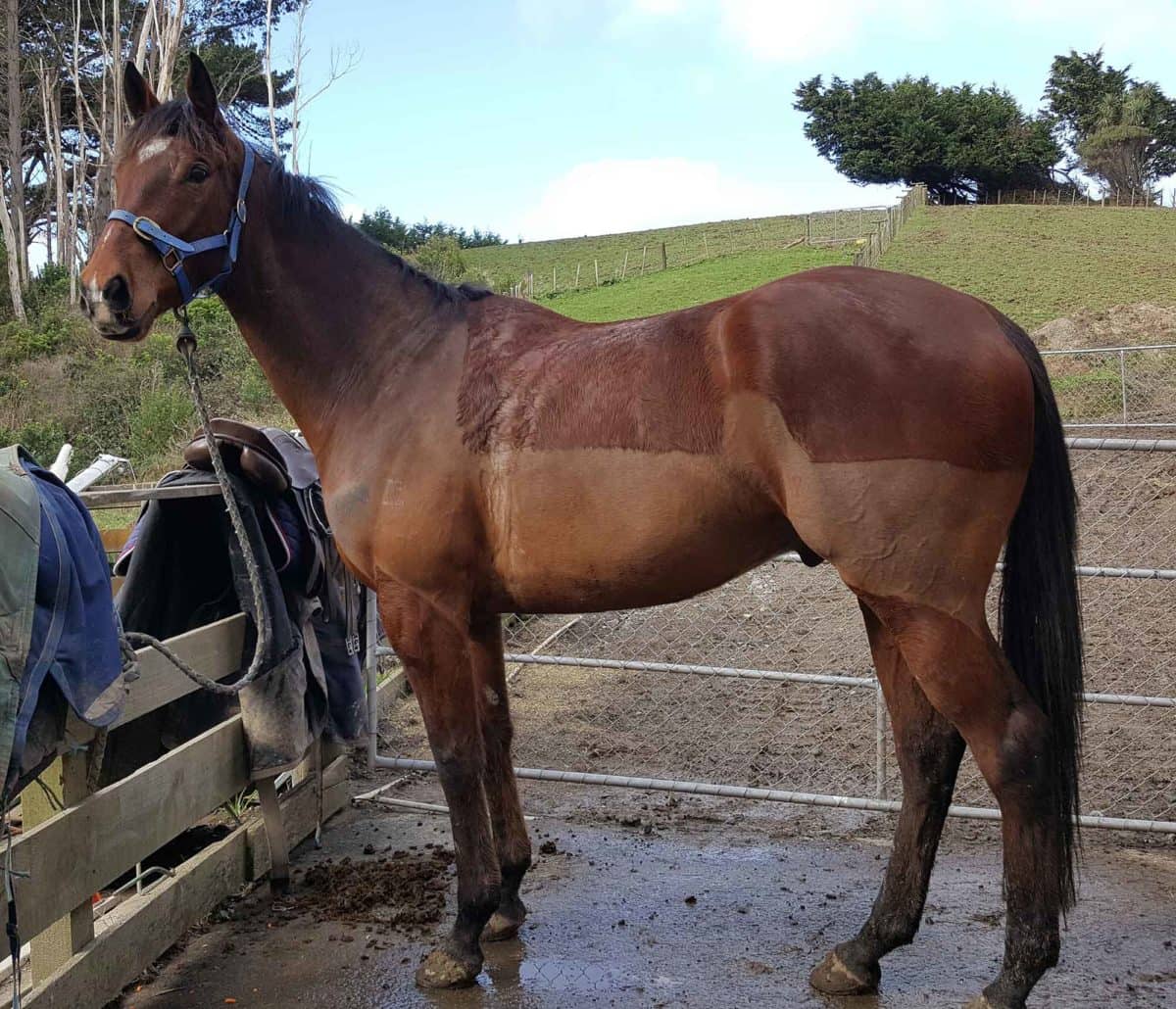New Zealand Customer: Testimonial | Ranvet
