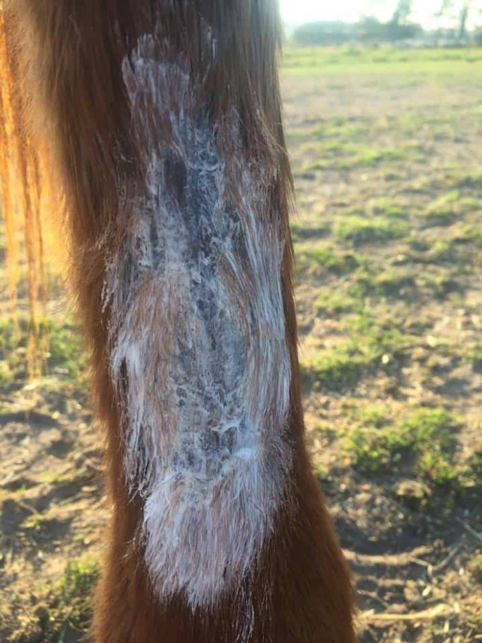 White Healer 3 | Ranvet