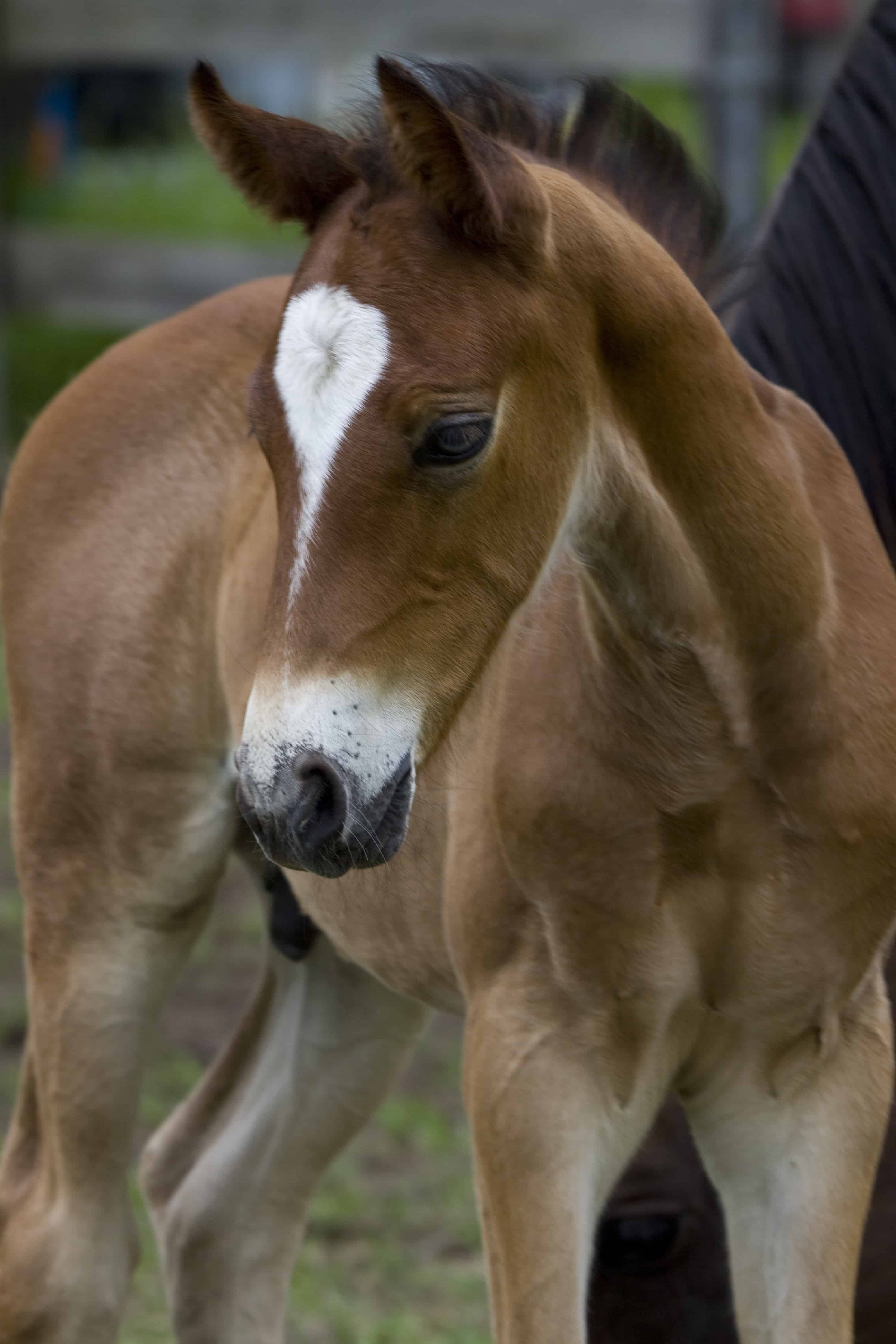 Developmental Orthopaedic Disease- Skeletal issues in horses | Ranvet