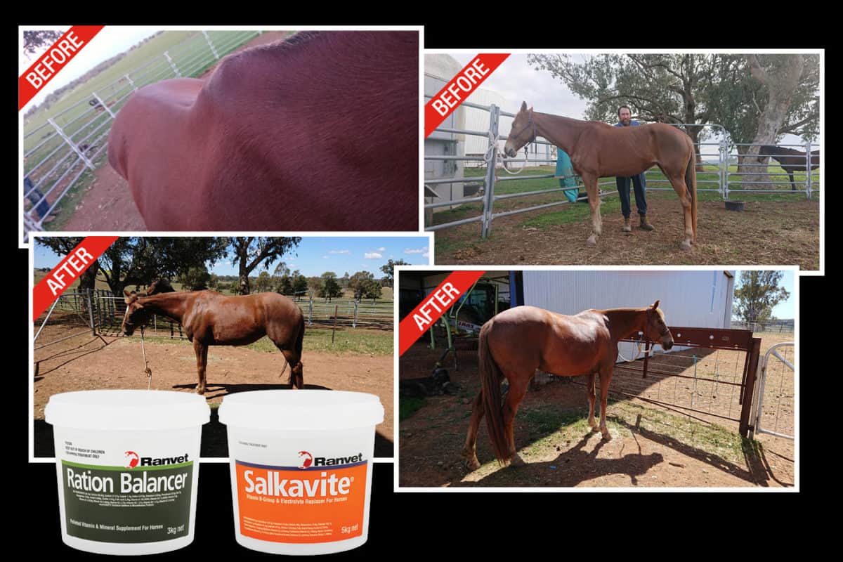 Testimonial: Ration Balancer & Salkavite | Ranvet