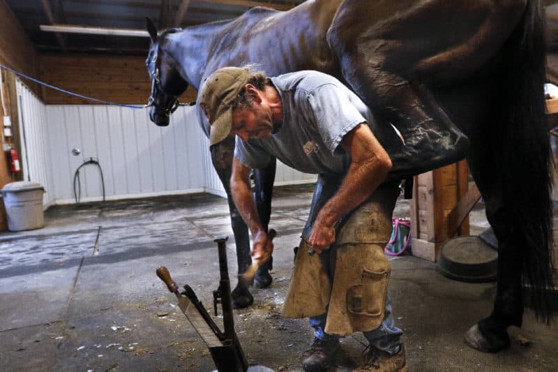 Careers in the Equine Industry- Possible career paths | Ranvet