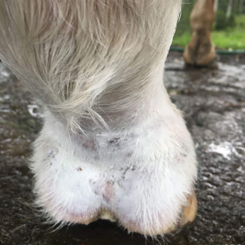 How to treat Greasy Heel | Ranvet