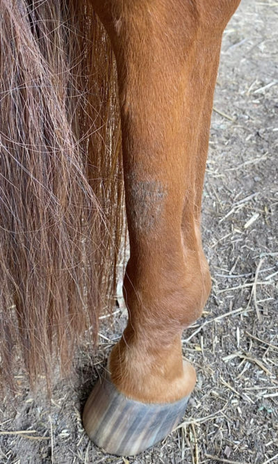 What is Equine Cannon Keratosis?- How to treat Keratosis | Ranvet