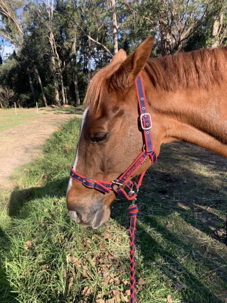 Recognising-a-sick-horse | Ranvet