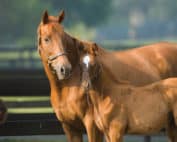 What to look for when selecting a Broodmare- Selection Tips | Ranvet