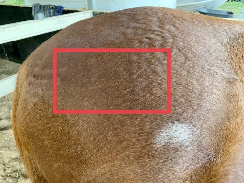 IM (Intramuscular) & IV (Intravenous) Injections for horses | Ranvet