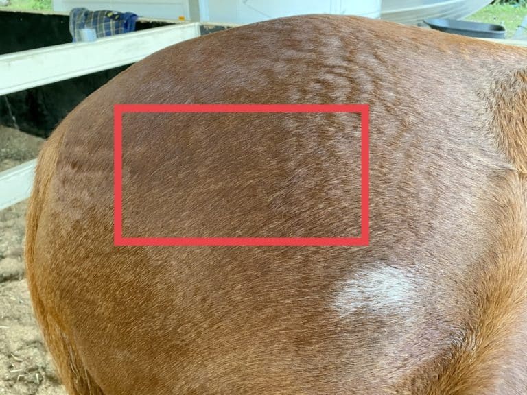 IM (Intramuscular) & IV (Intravenous) Injections for horses | Ranvet