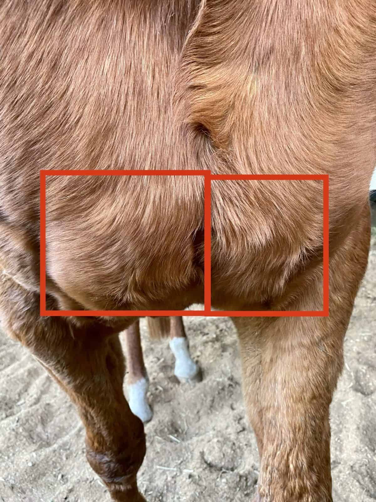 IM (Intramuscular) & IV (Intravenous) Injections for horses | Ranvet