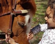 How is Hippotherapy used as an occupational therepy treatment tool?