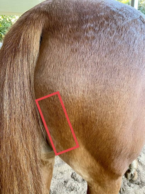 IM (Intramuscular) & IV (Intravenous) Injections for horses | Ranvet