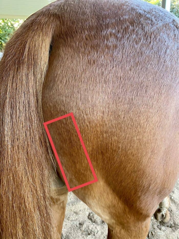 IM (Intramuscular) & IV (Intravenous) Injections for horses | Ranvet