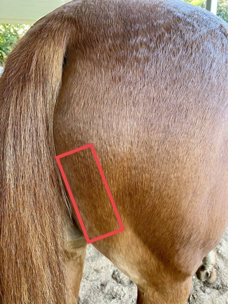 IM (Intramuscular) & IV (Intravenous) Injections for horses | Ranvet