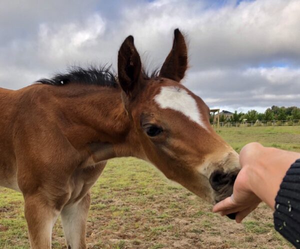 handling-foal | Ranvet
