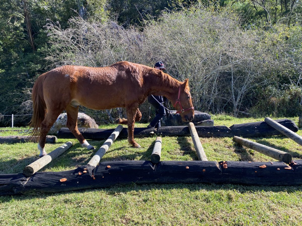 What is Mountain Trail? The newest equestrian sport in Australia | Ranvet
