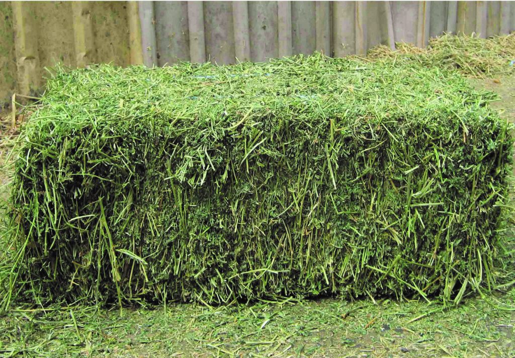 Hay lucerne | Ranvet