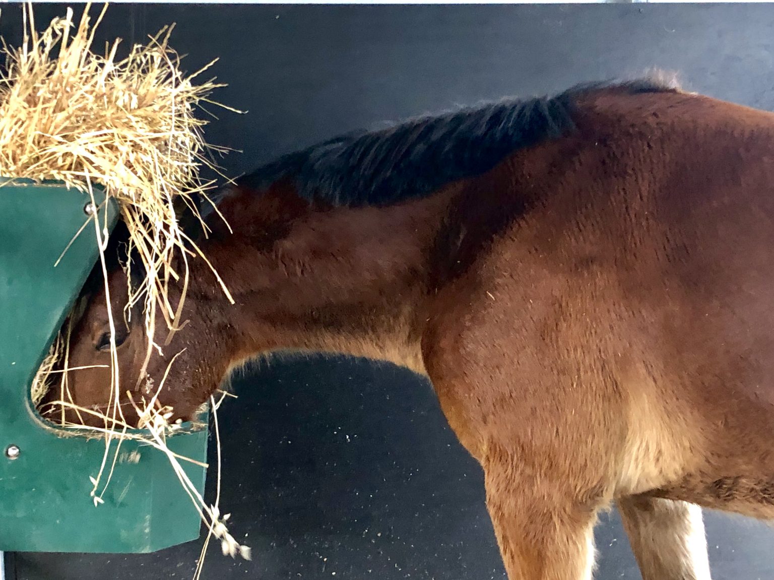 soaking hay | Ranvet