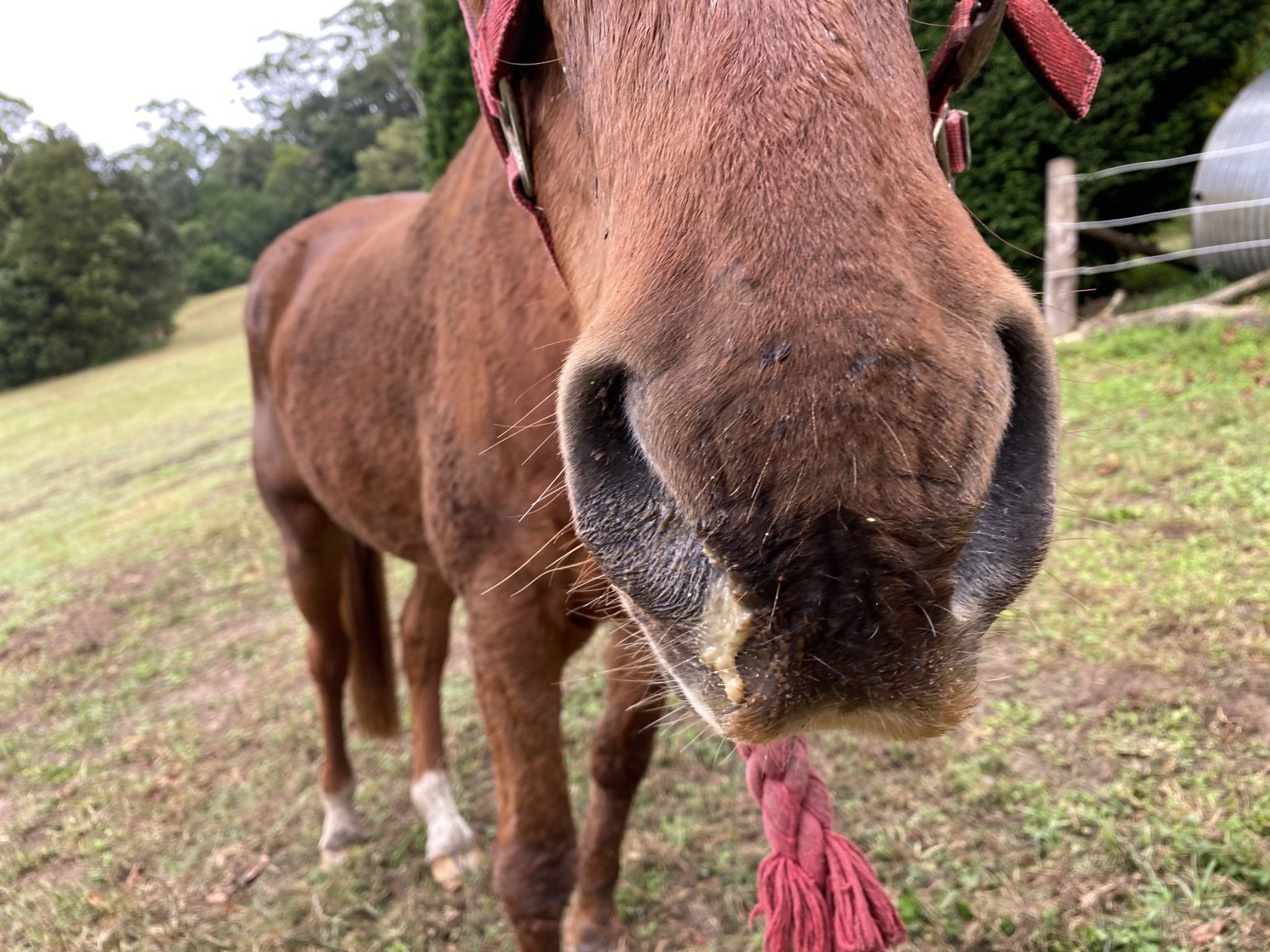 Taking Care of Horses' Teeth- How are their teeth so different? | Ranvet