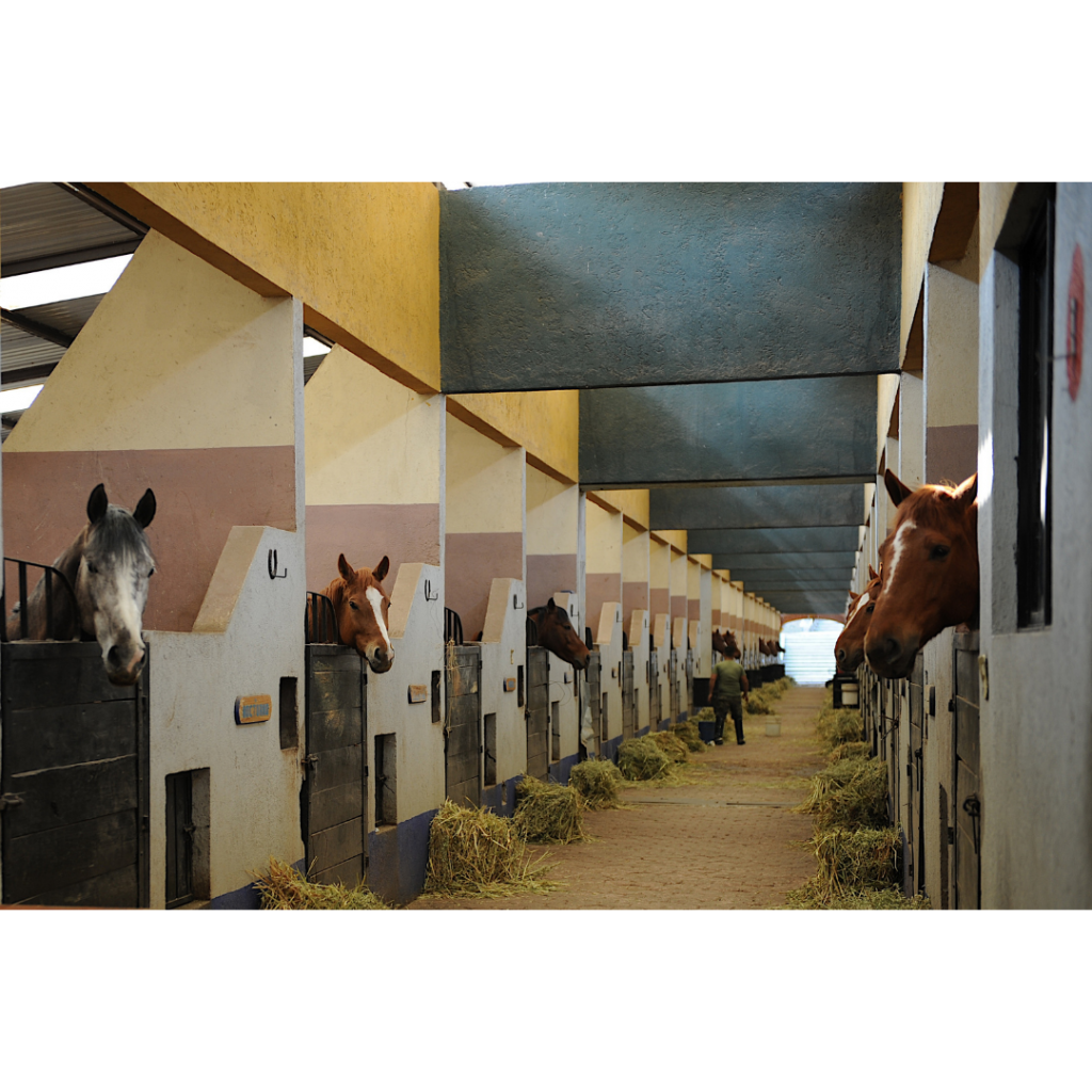 Types of stable bedding | Ranvet