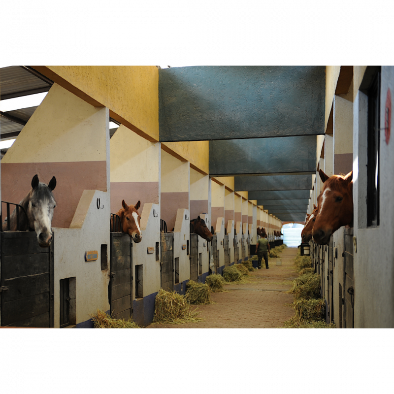 Types of stable bedding | Ranvet