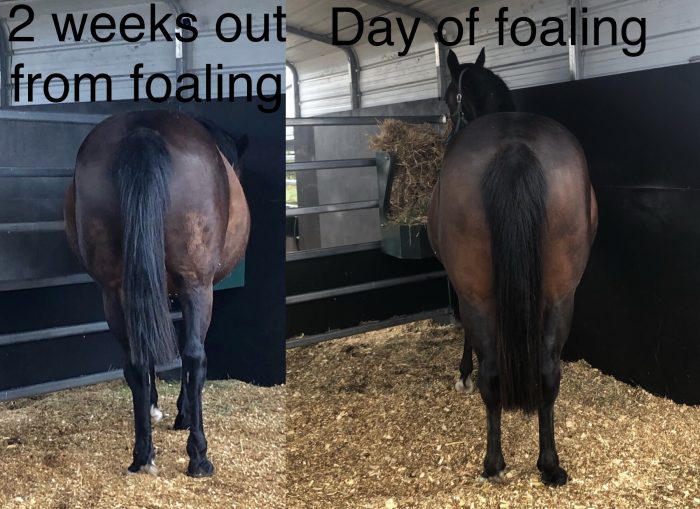 Signs of foaling- Monitoring a mare for signs of foaling | Ranvet