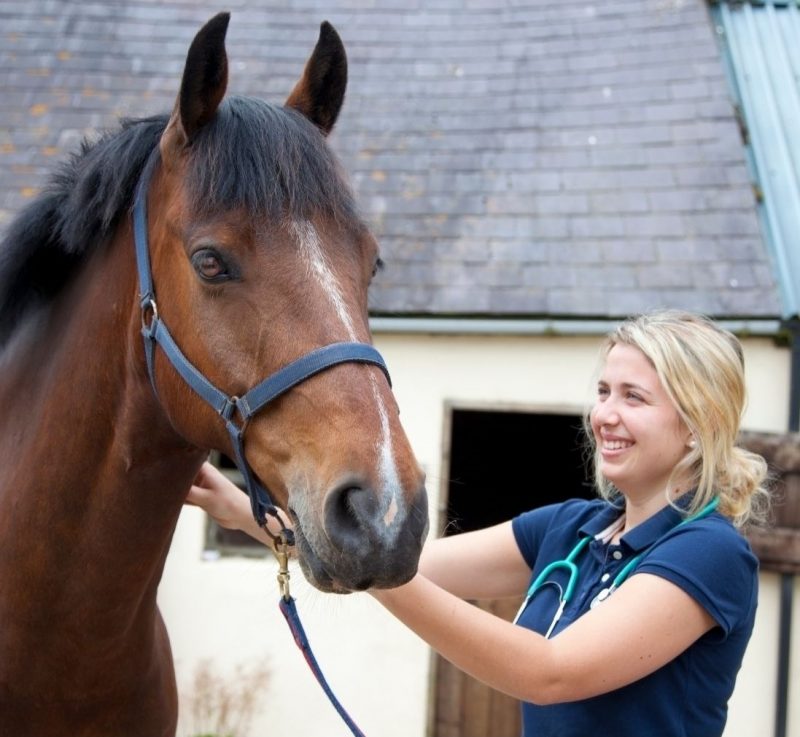 Horse Husbandry Archives | Ranvet