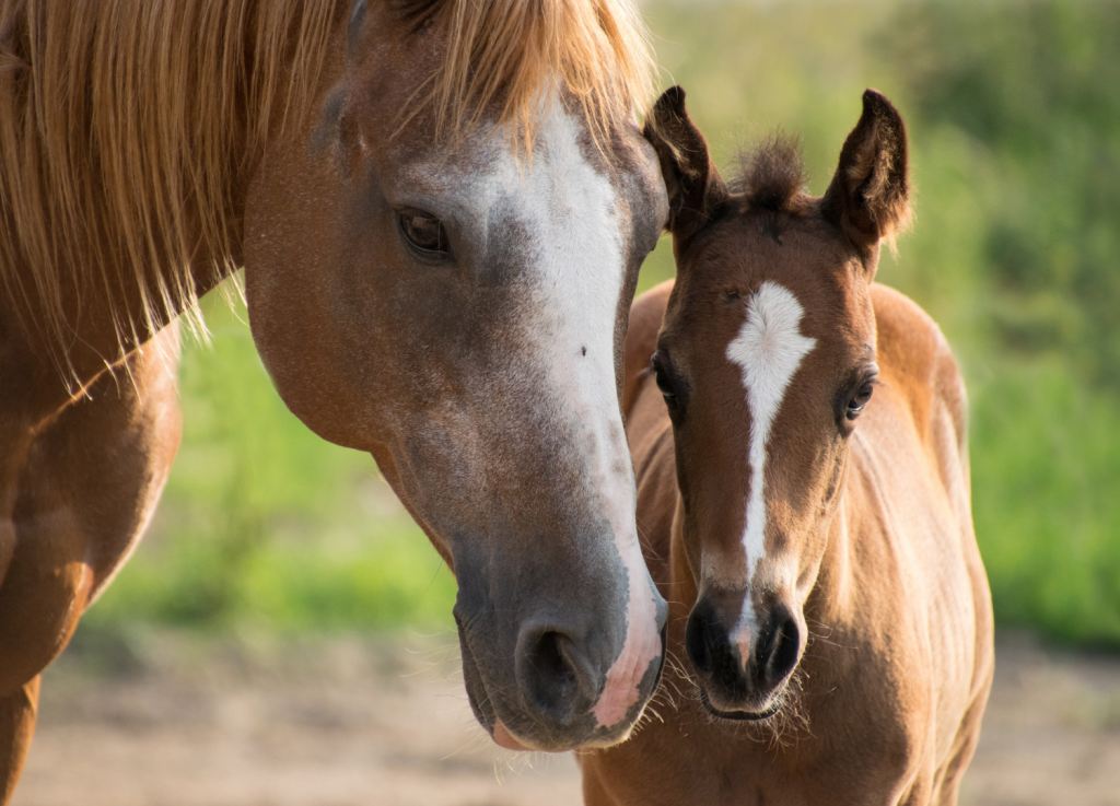 Embryo Transfer in Horses | Ranvet