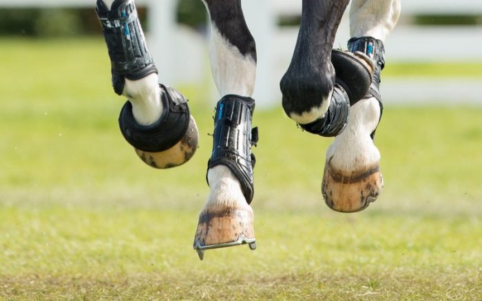 Horse_hooves_cantering_with_studs | Ranvet