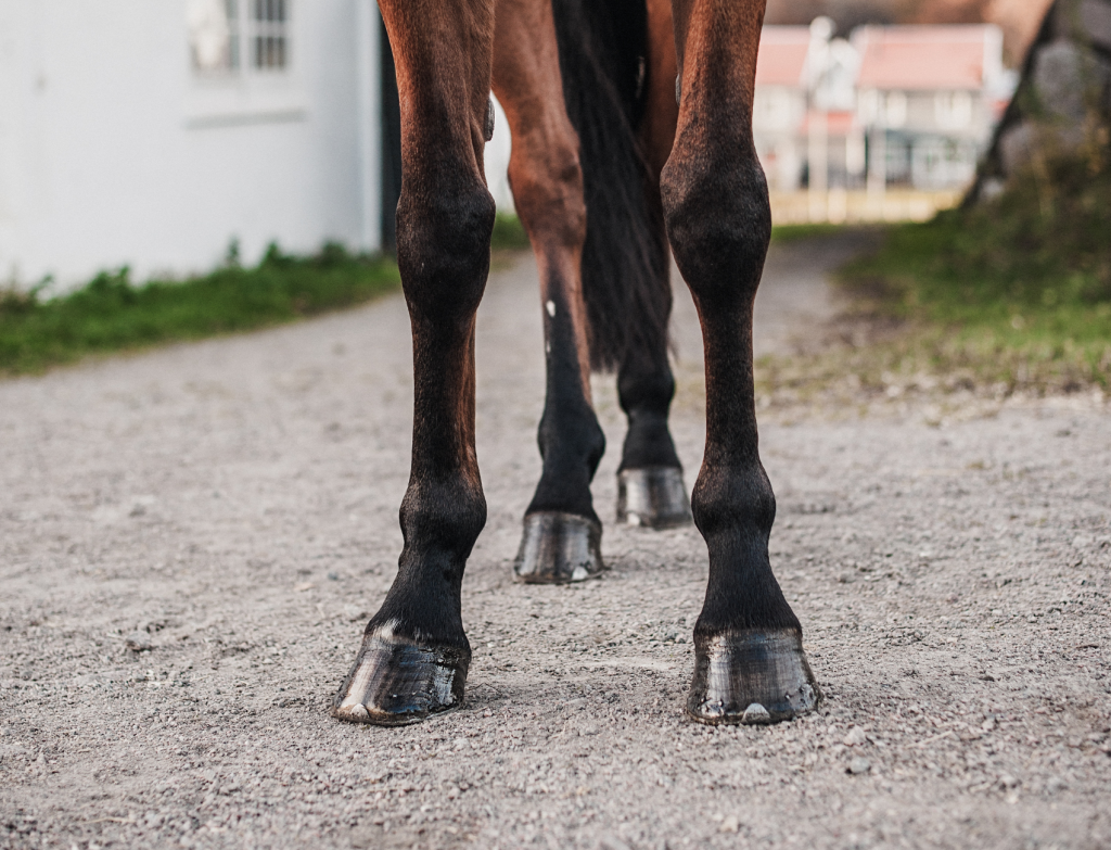 Maximising your Horses Hoof Health for Optimal Performance | Ranvet