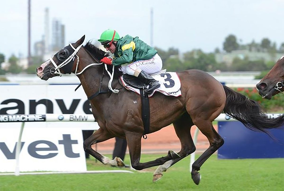 Standardbred Ration | Ranvet