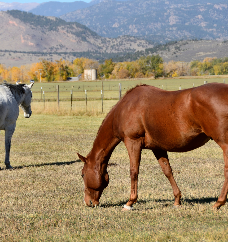 grazing horse | Ranvet