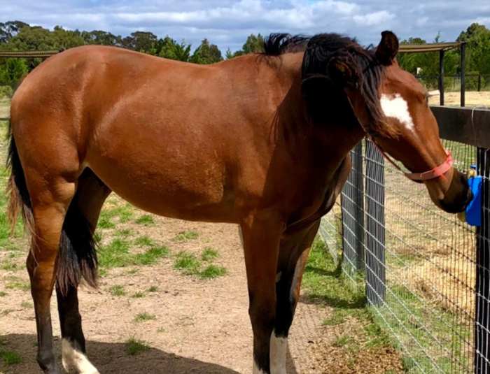 Horse Salt Lick | Ranvet