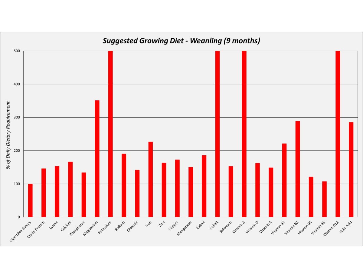 Growing Horse Rations | Ranvet