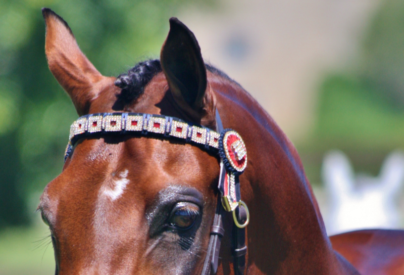 Serving Stallion Ration | Ranvet