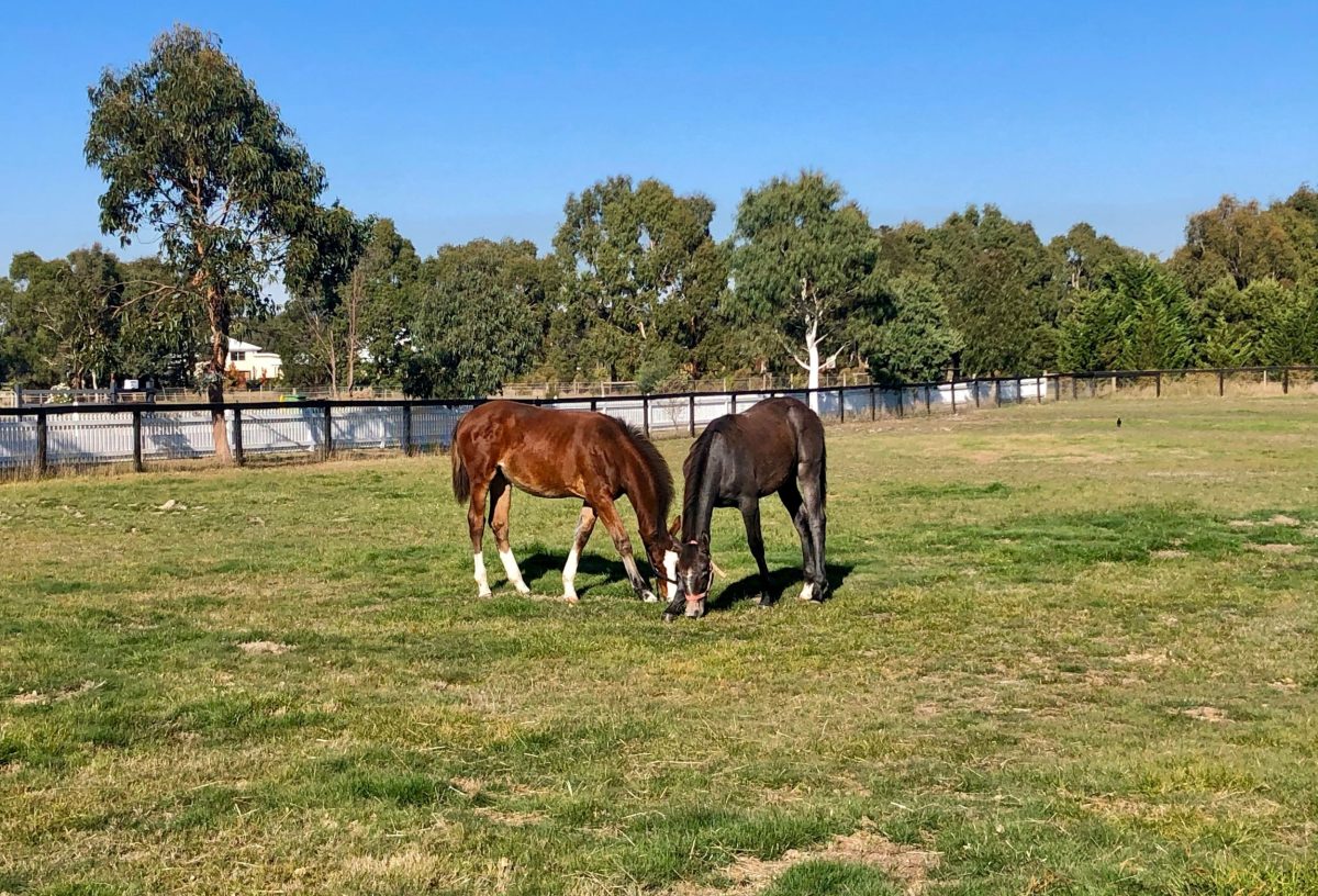 Growing Horse Rations | Ranvet