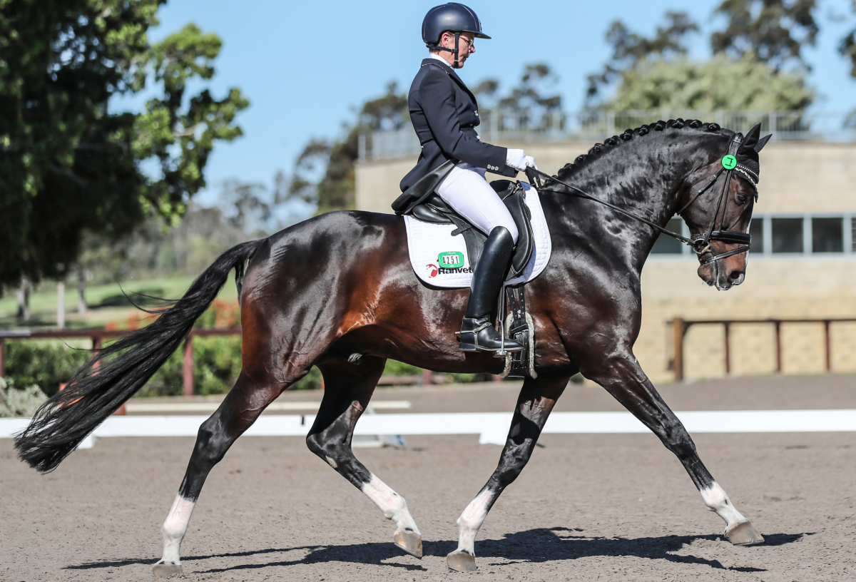 Serving Stallion Ration | Ranvet