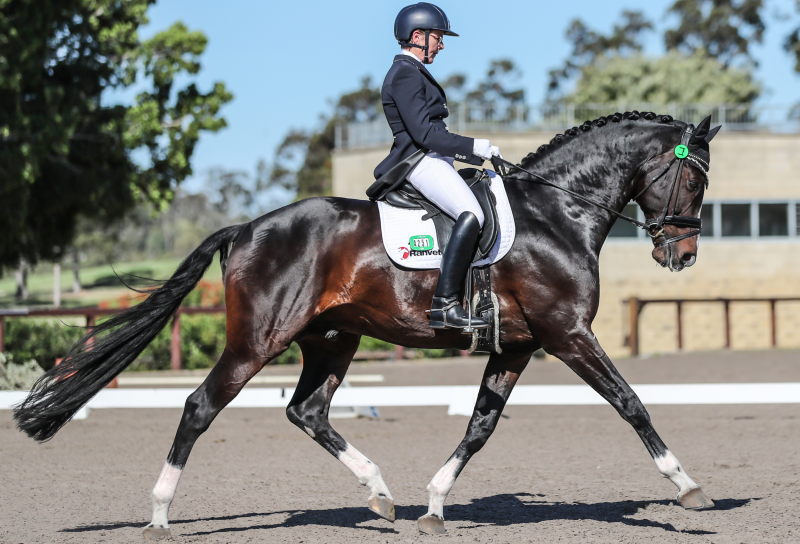 Serving Stallion Ration | Ranvet