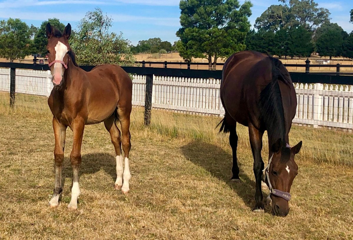 Growing Horse Rations | Ranvet