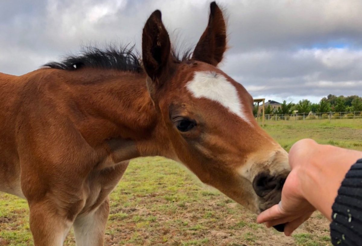 Growing Horse Rations | Ranvet