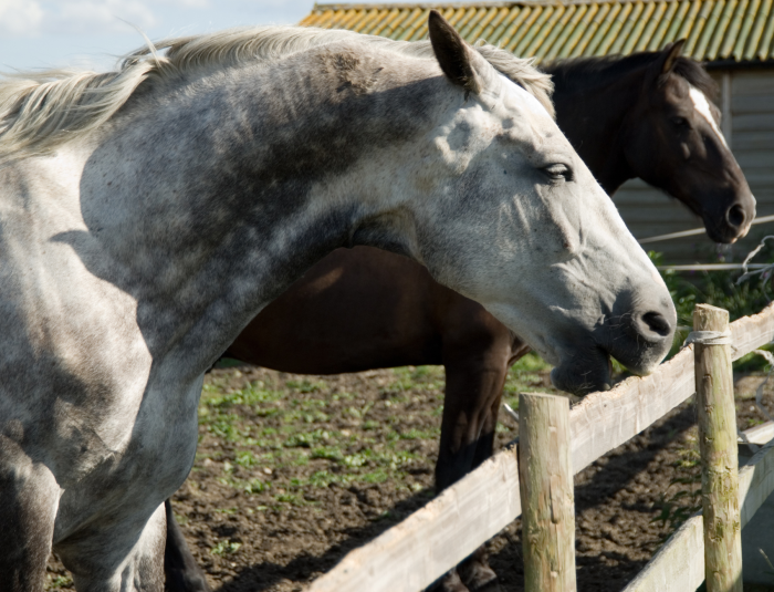 Blog Images (1) | Ranvet