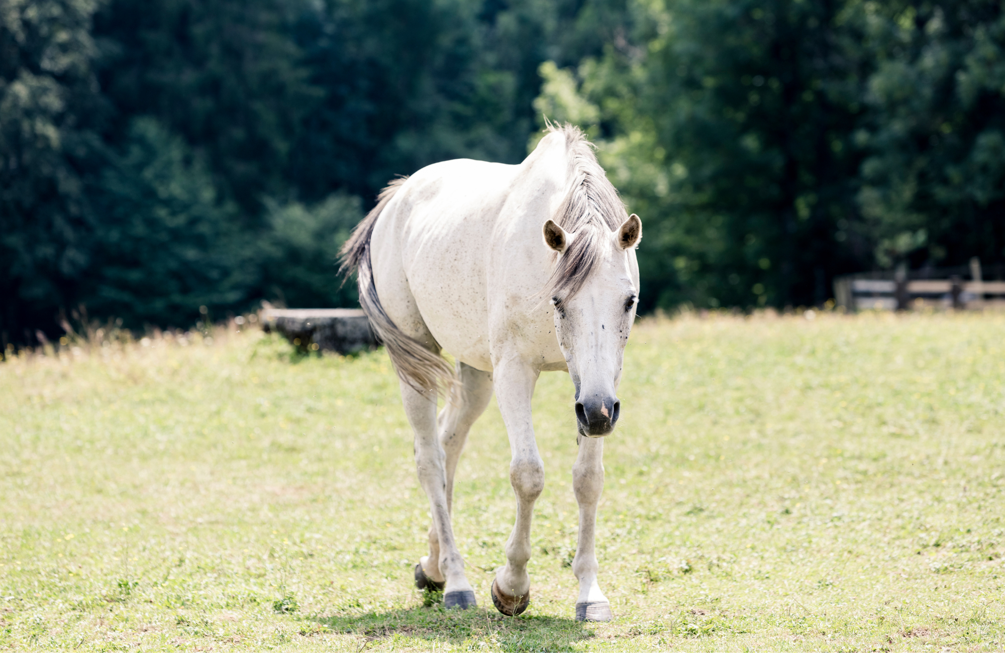 What is a horse's “Body Score”? | Ranvet