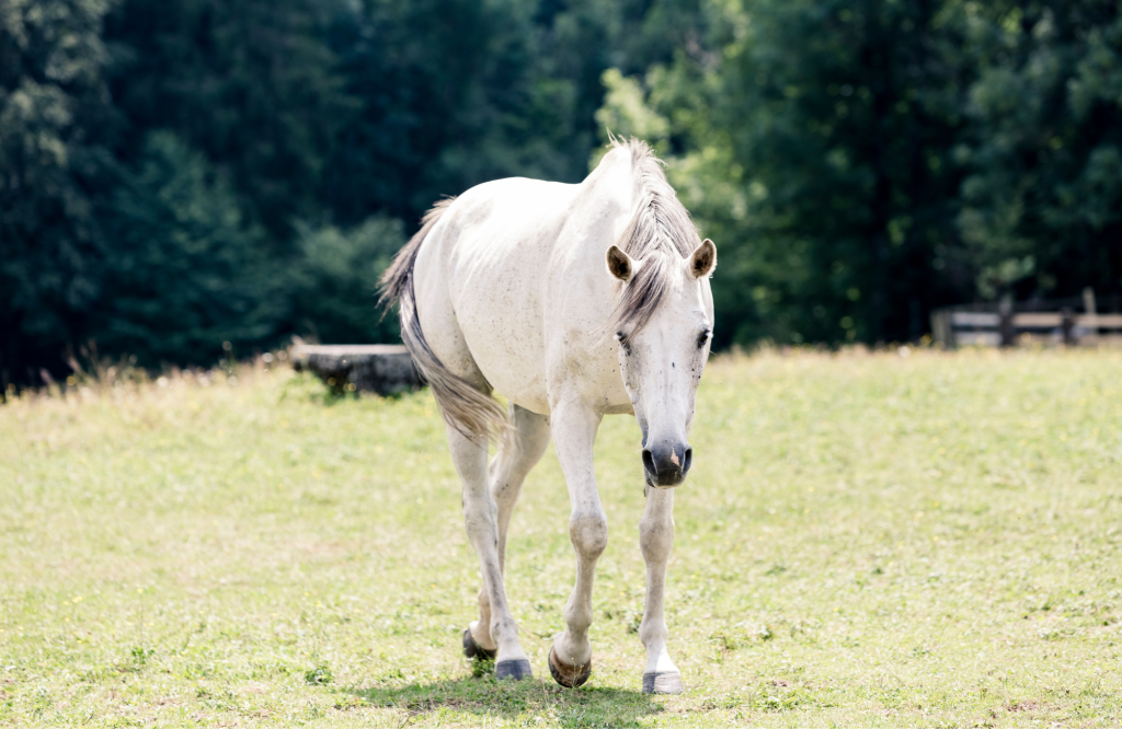 What is a horse's “Body Score”? | Ranvet