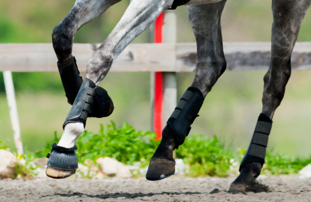 Types of Horse Boots | Ranvet