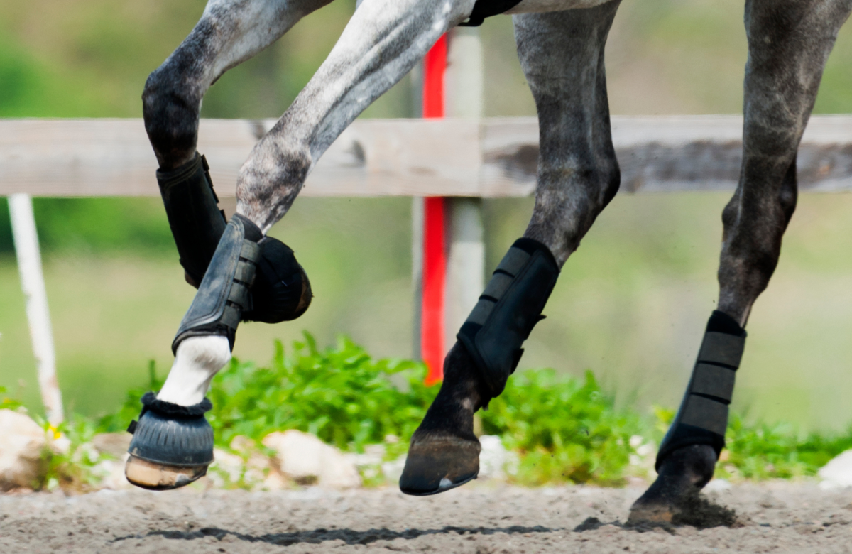 Horse Boots | Ranvet