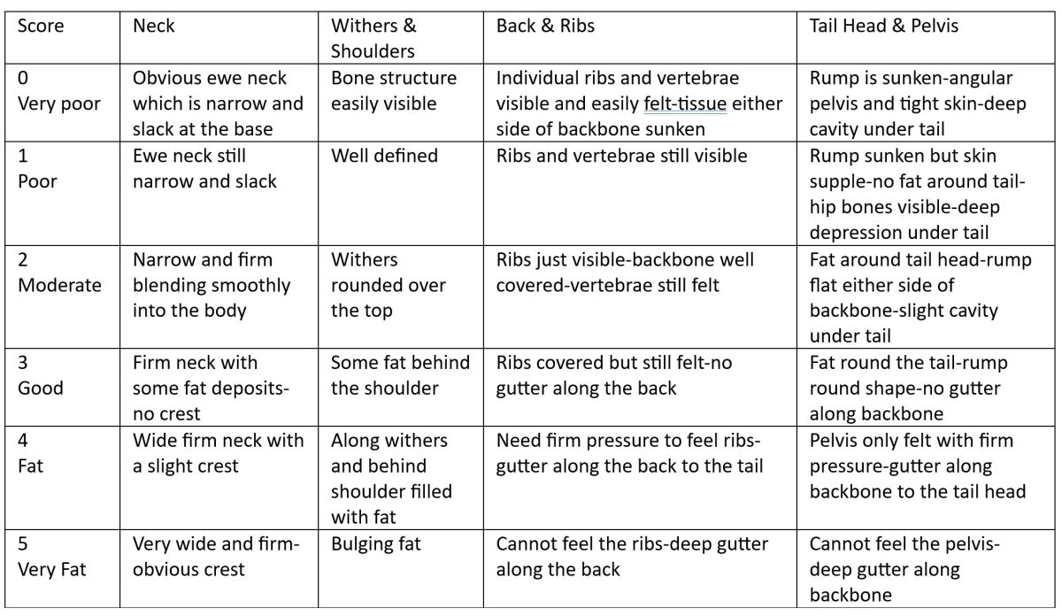 What is a horse's “Body Score”? | Ranvet