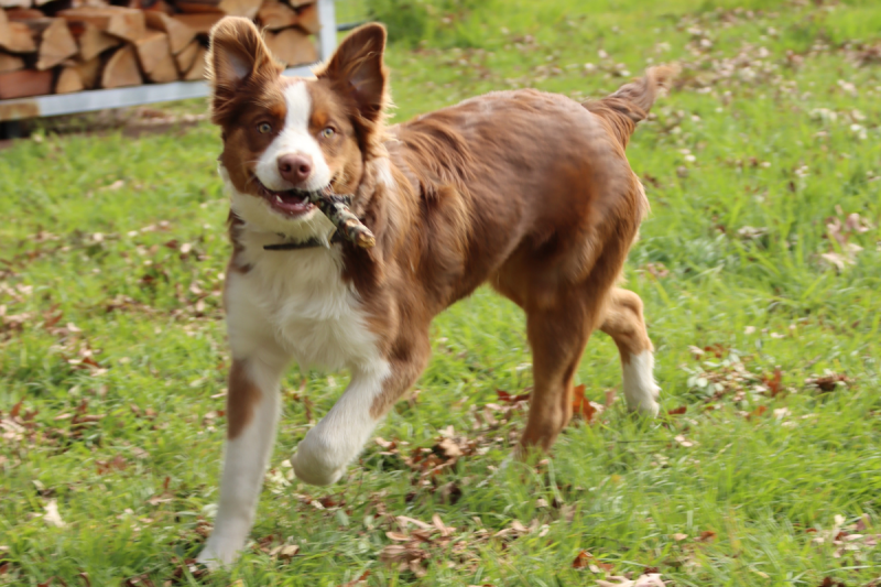 Nutritional Blog | Ranvet