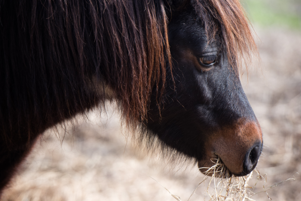pony hay | Ranvet