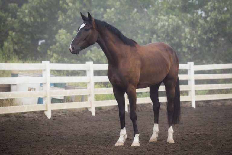 Horse Markings – Can you name them all? | Ranvet