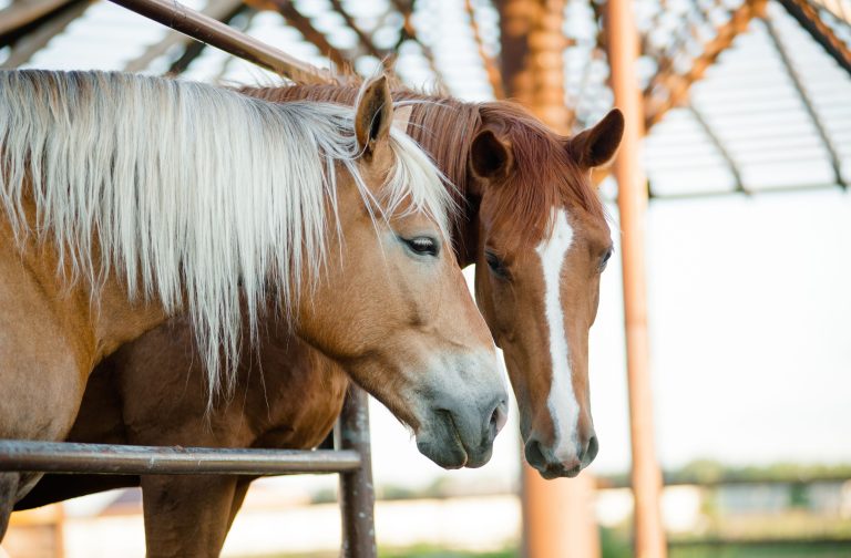 Horse Markings – Can you name them all? | Ranvet